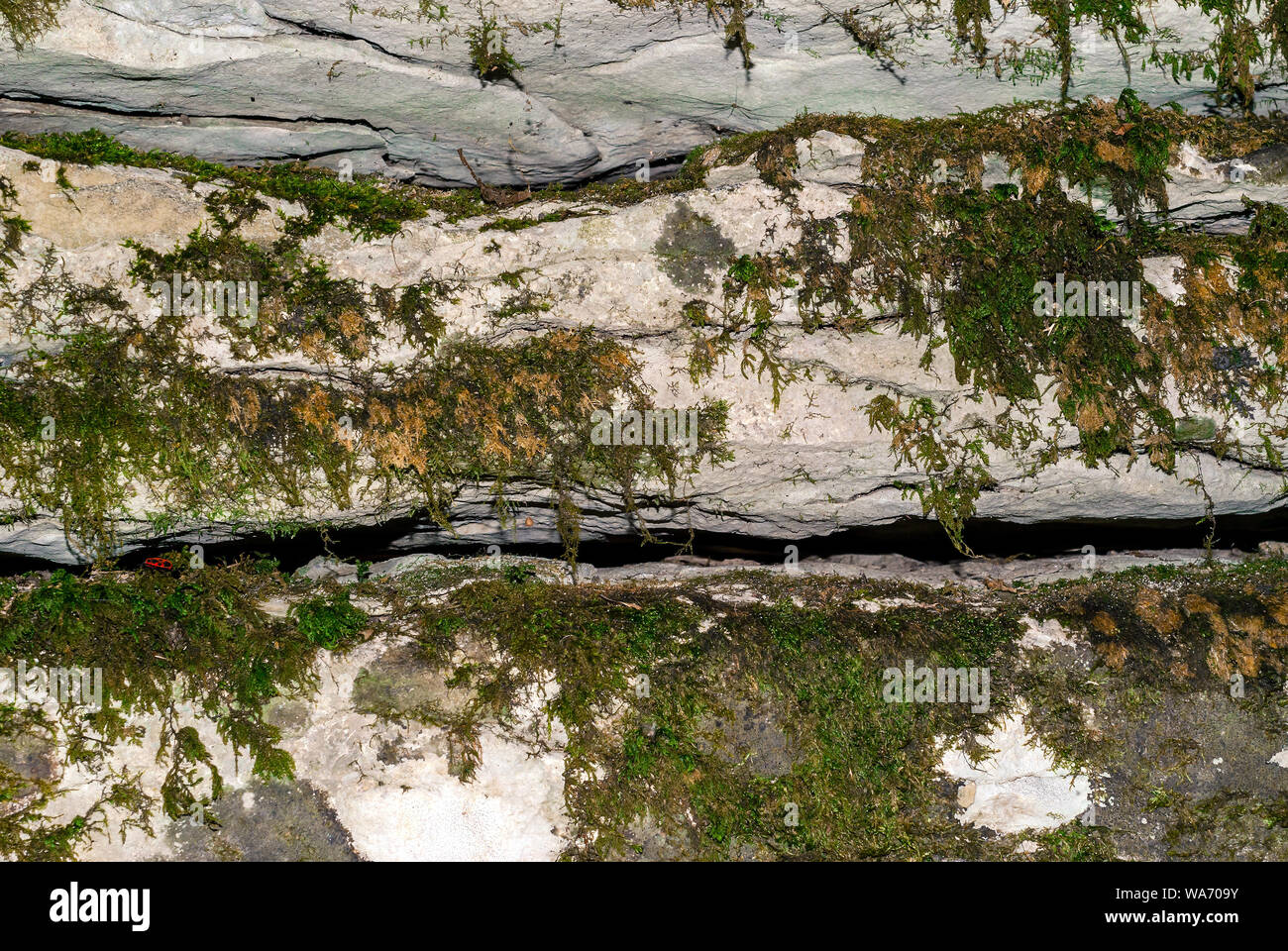 background, texture - mossy layered natural stone, limestone canyon ...