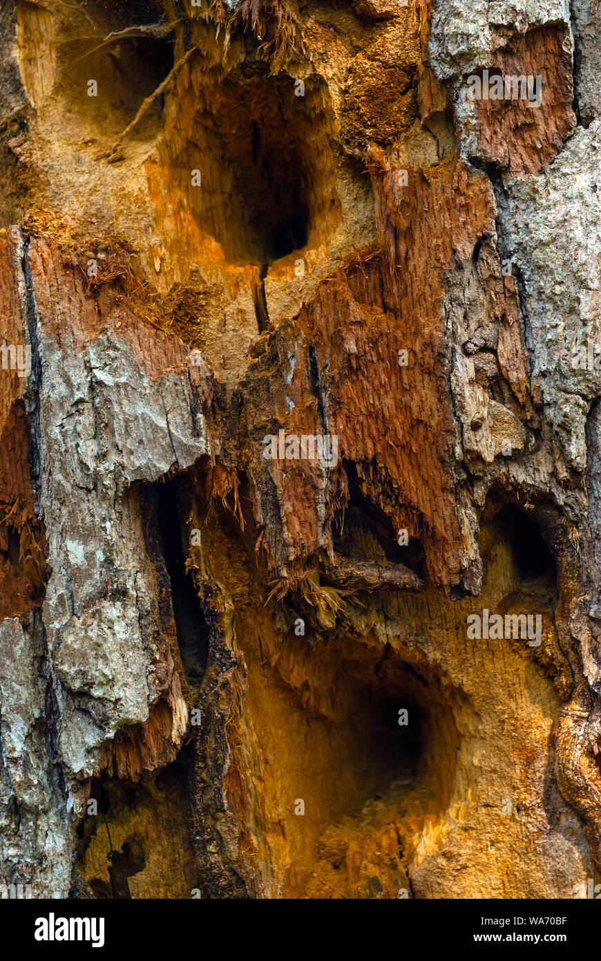 background, texture - rotten wood affected by fungus, with holes made ...