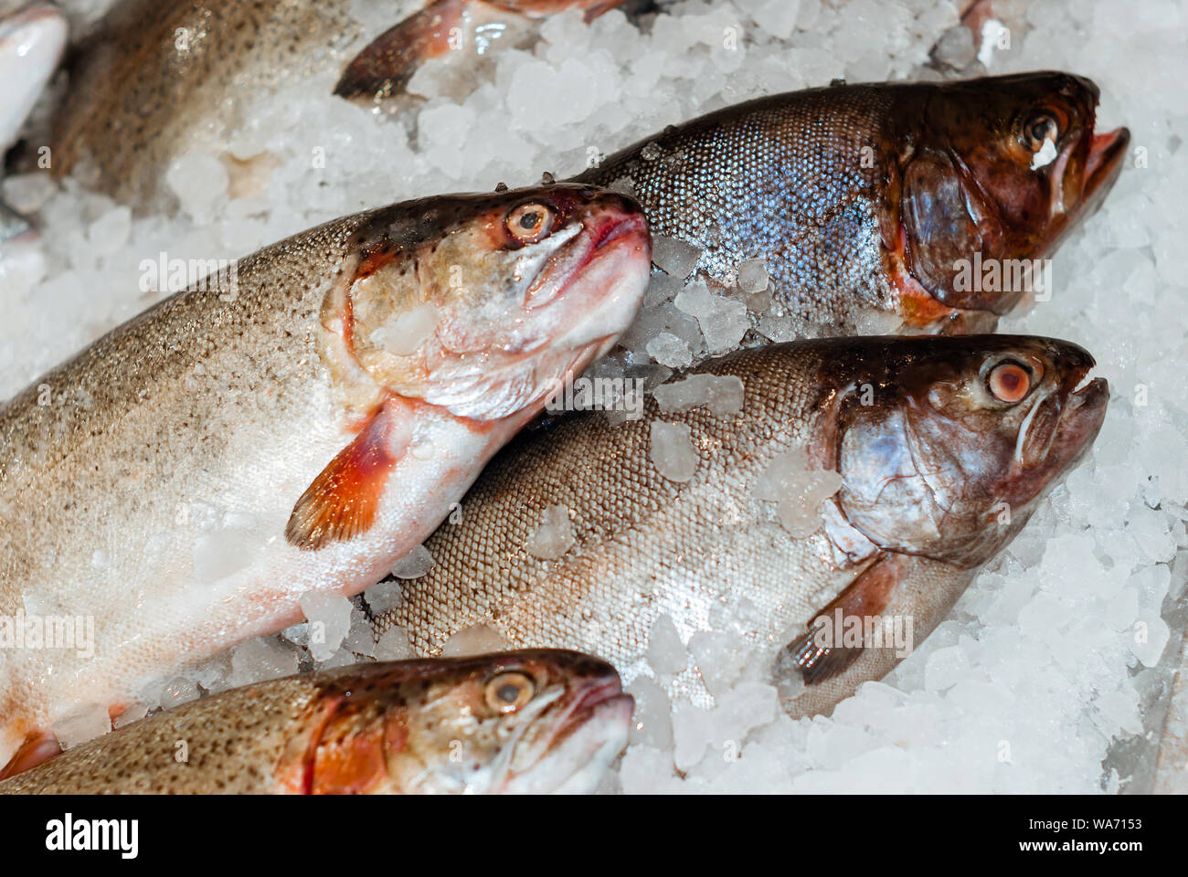 Fish in the snow hi-res stock photography and images - Alamy