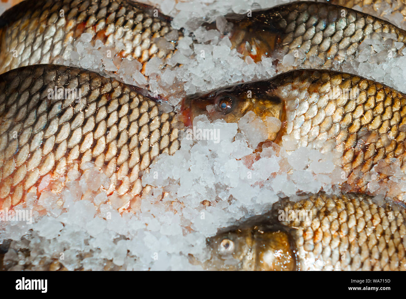 Fish in the snow hi-res stock photography and images - Alamy