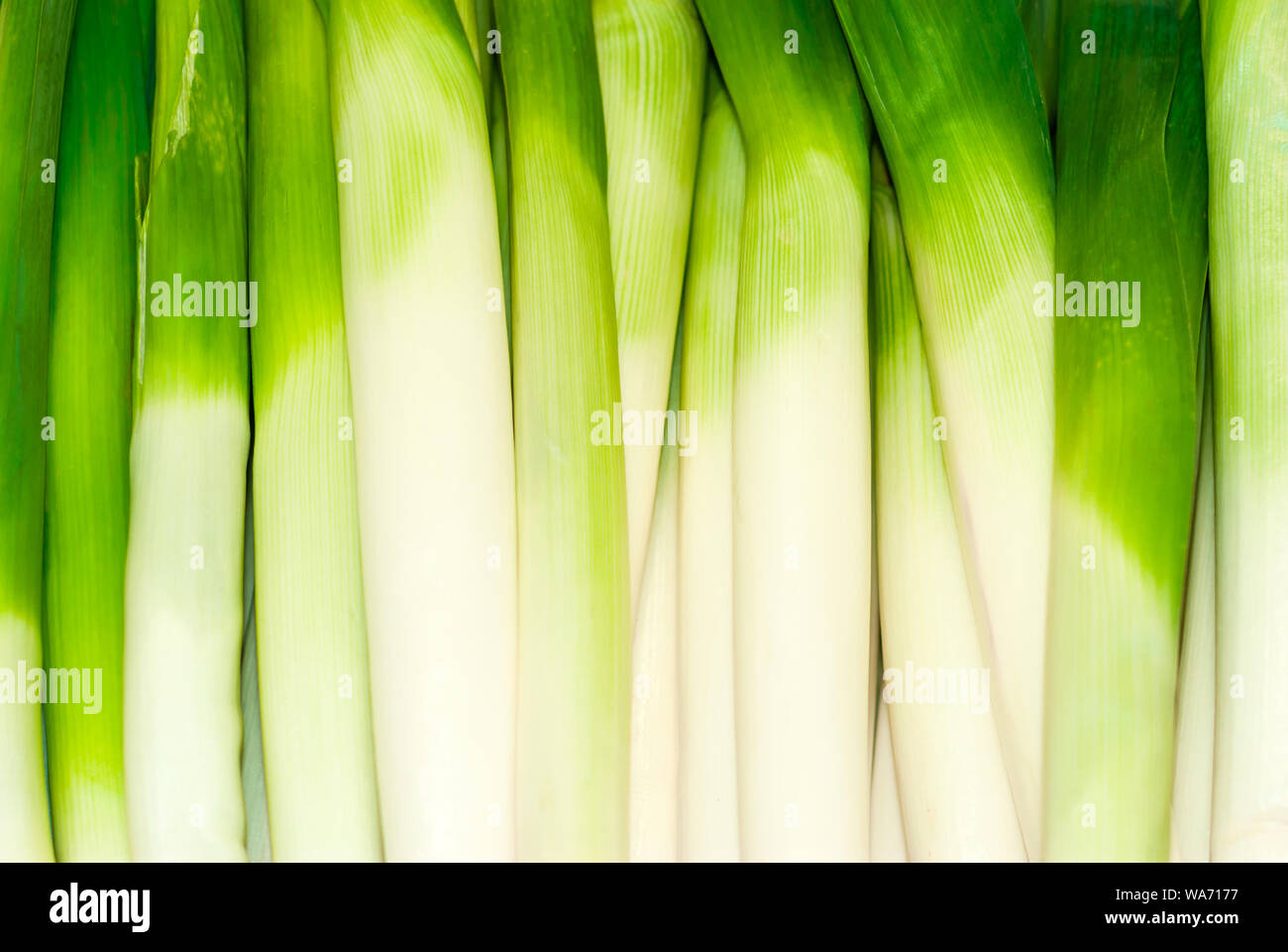 background - white and green leek stalks Stock Photo - Alamy