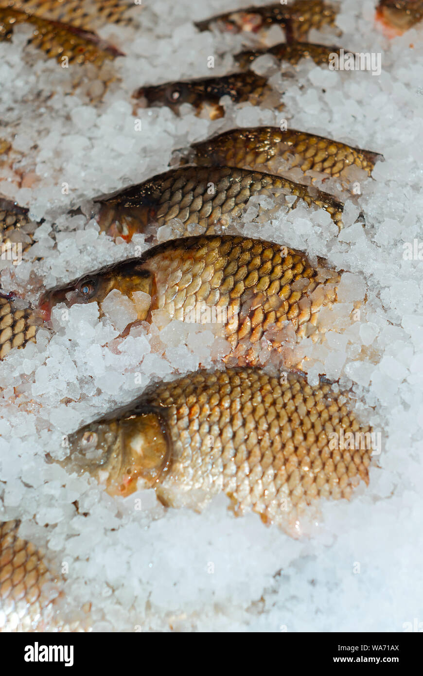 fresh fish in the snow on the shop counter Stock Photo - Alamy