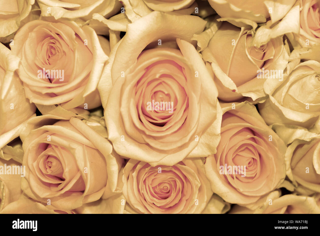 background - cream roses flowers close up Stock Photo - Alamy