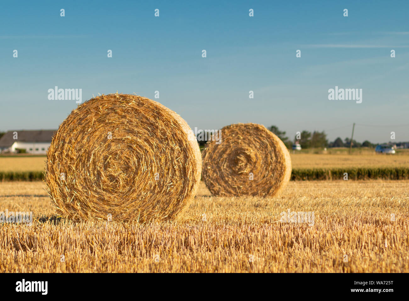 hay bundles on a field Stock Photo - Alamy