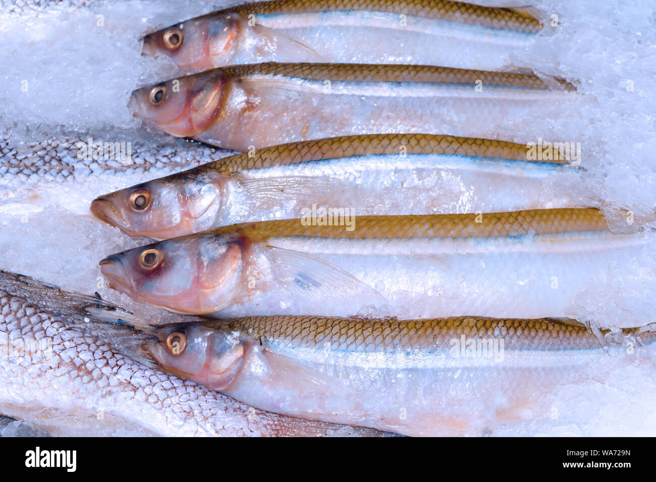 fresh fish in the snow on the shop counter Stock Photo - Alamy