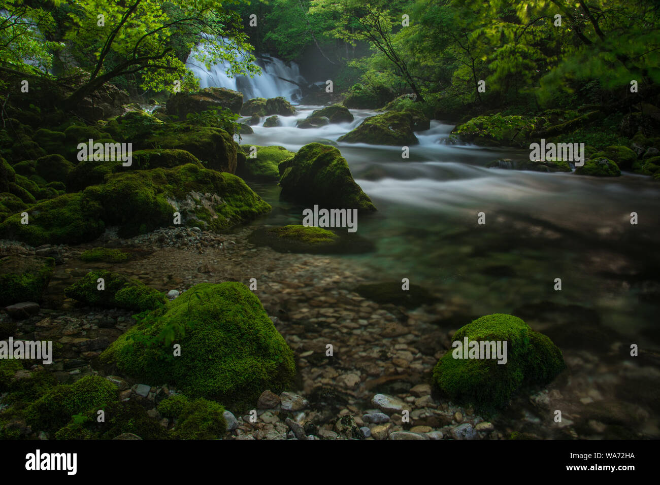 Vivid green at the spring of Bistrica Stock Photo - Alamy