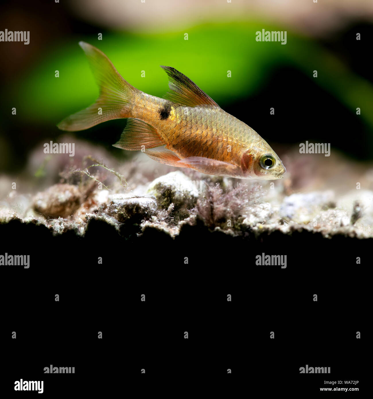 Freshwater underwater scene freshwater fish hi-res stock photography ...