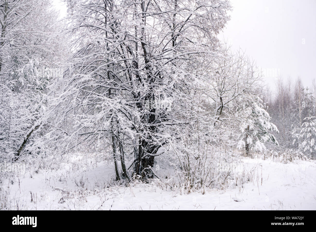winter contrast landscape with snow-covered trees after a snowfall ...
