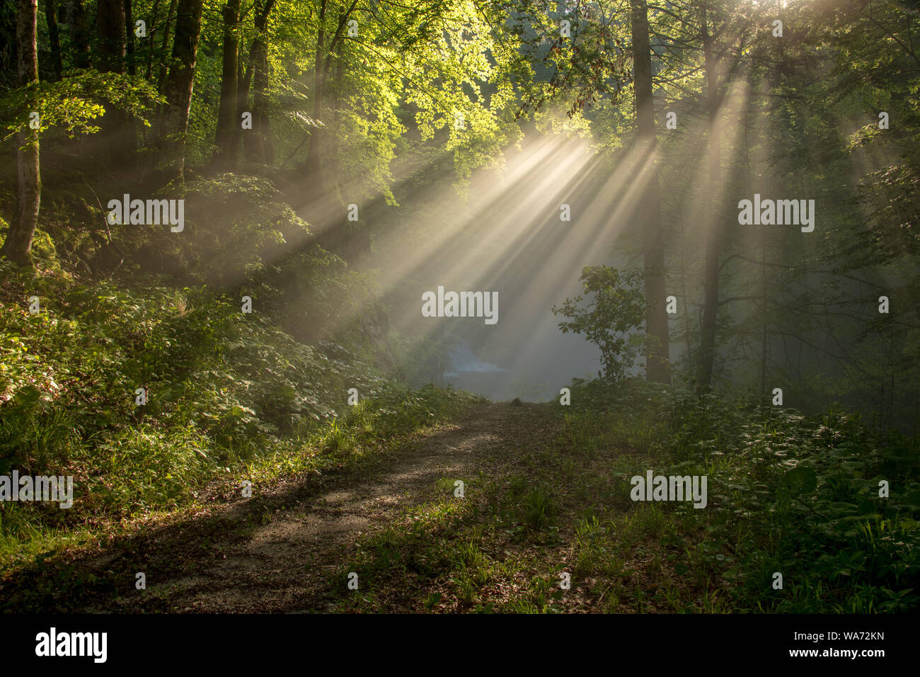 Path through forest with sun rays Stock Photo - Alamy