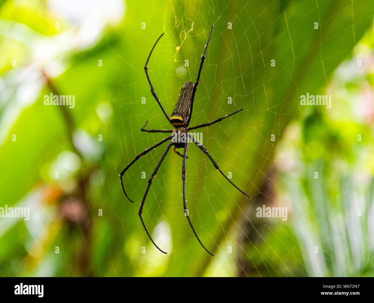 Giant golden orb spider in hi-res stock photography and images - Alamy