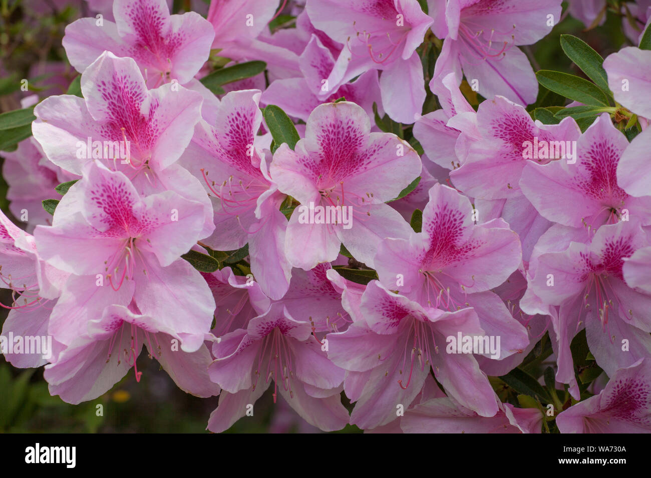 Azaleas in Virginia Stock Photo - Alamy