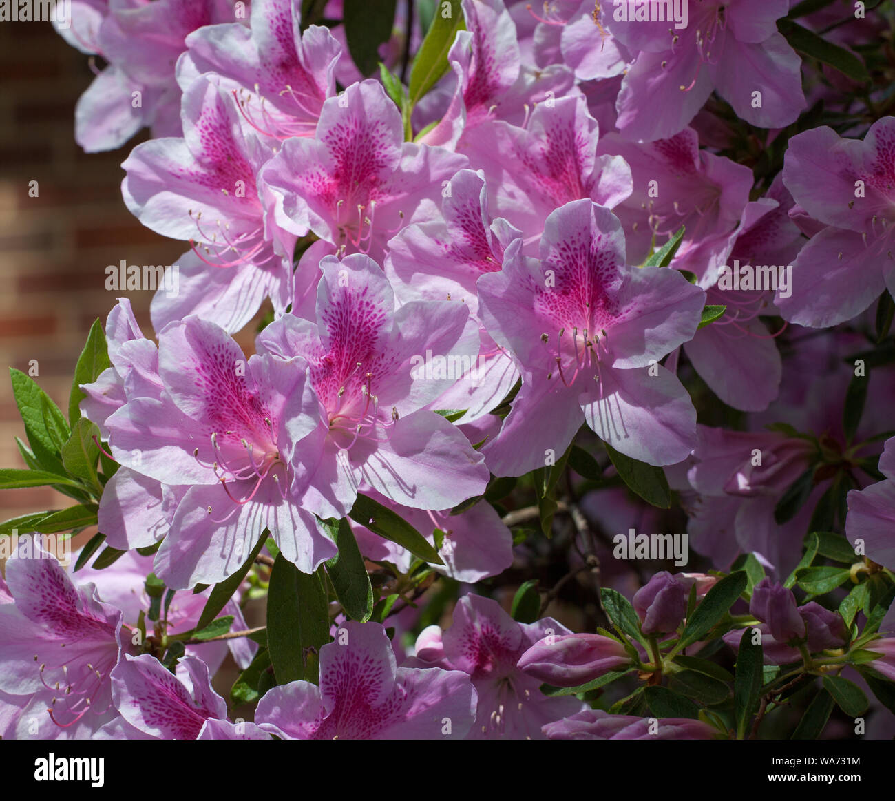 Azaleas in Virginia Stock Photo - Alamy