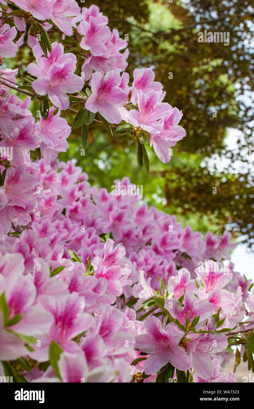 Azaleas in Virginia Stock Photo - Alamy
