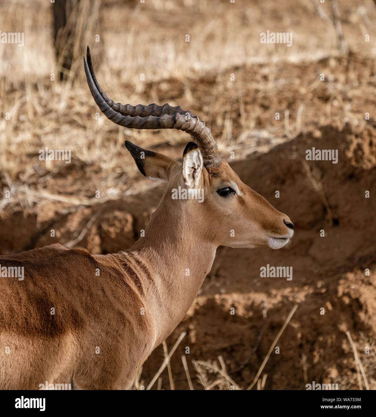 An adult male impala looks around in Namibia Stock Photo - Alamy