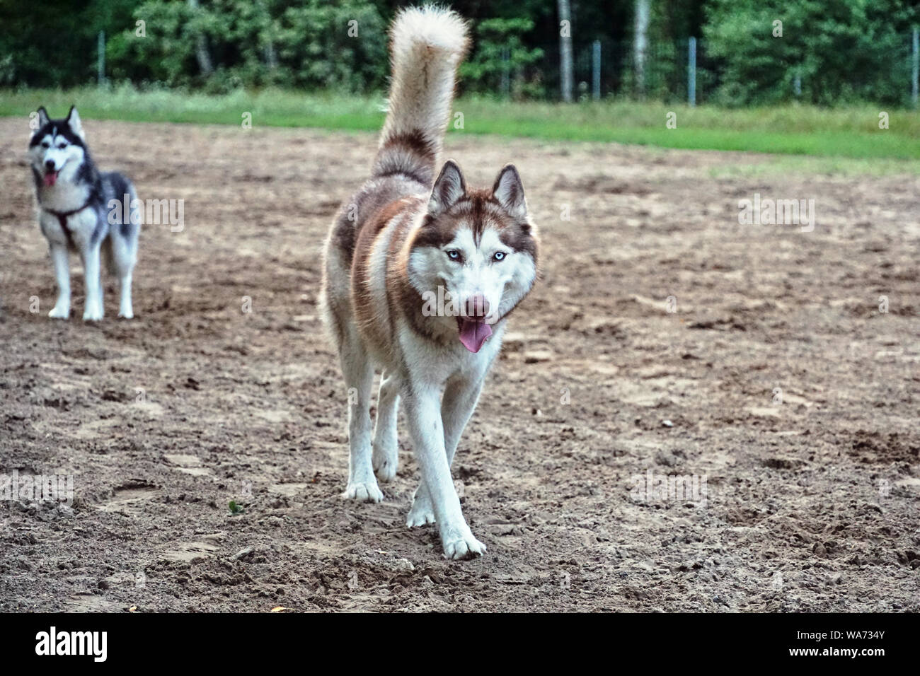 Portrait of a young Siberian husky dog Stock Photo - Alamy