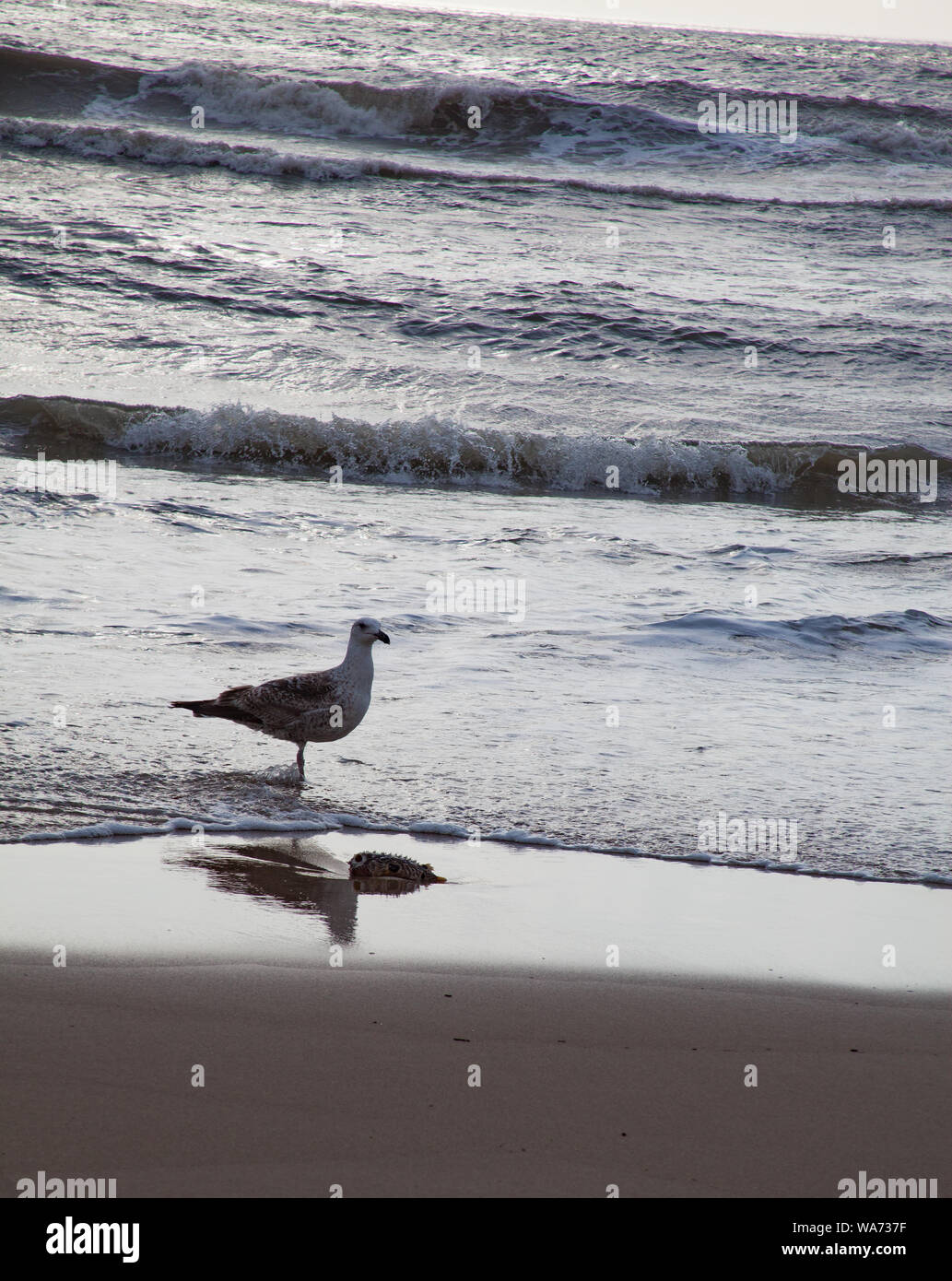 Bird in the surf hi-res stock photography and images - Alamy