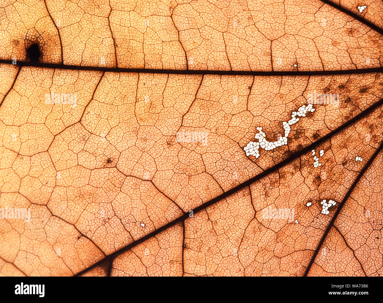 Skeleton close up hi-res stock photography and images - Alamy