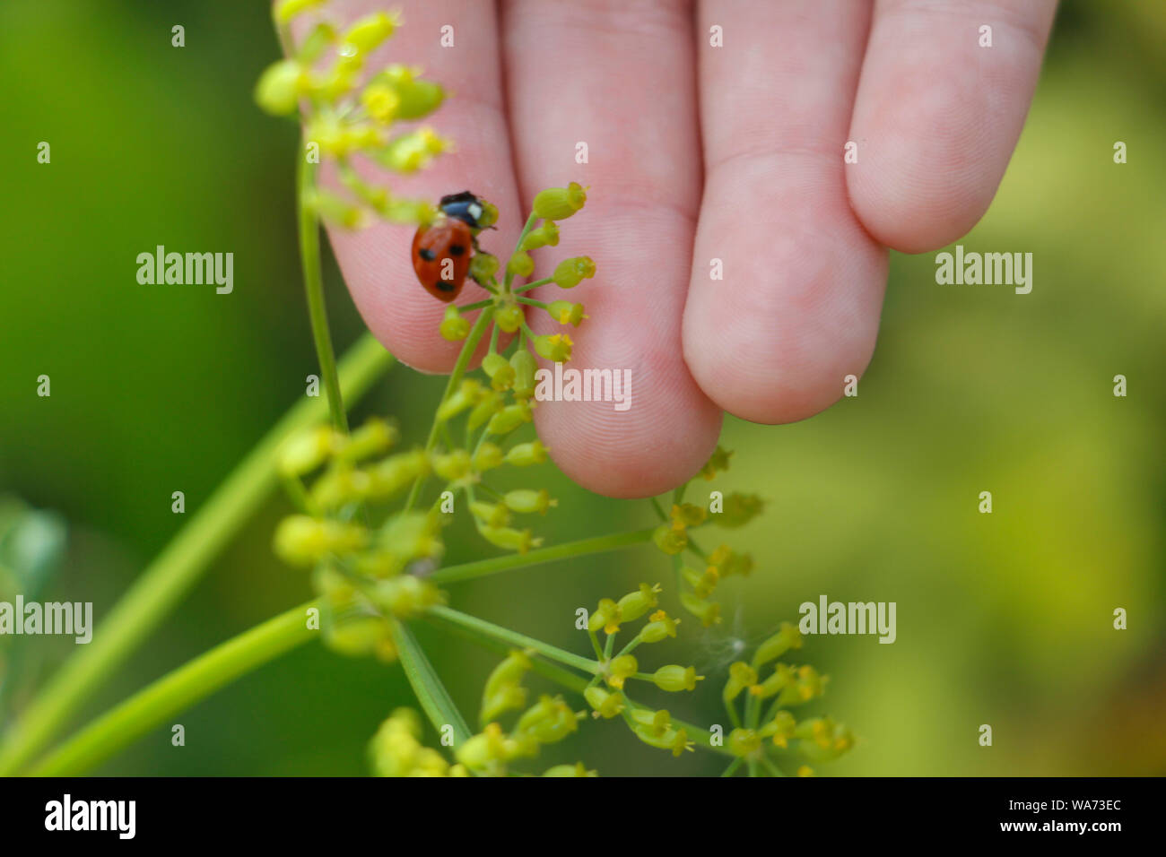 Ladybug on the hand. Ladybug on grass background. Macro red ladybug ...