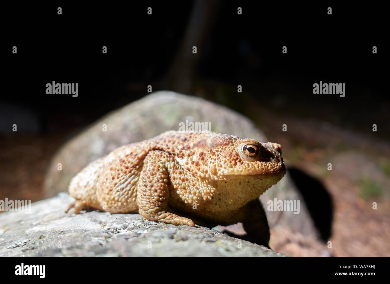 Lumps of skin hi-res stock photography and images - Alamy