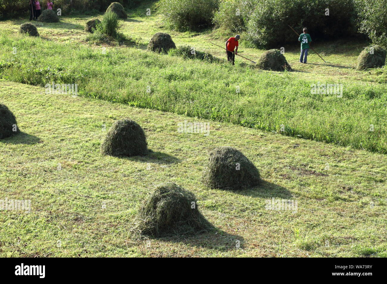 Scene captured in the Mures (Maros) river valley, Transylvania, Romania ...