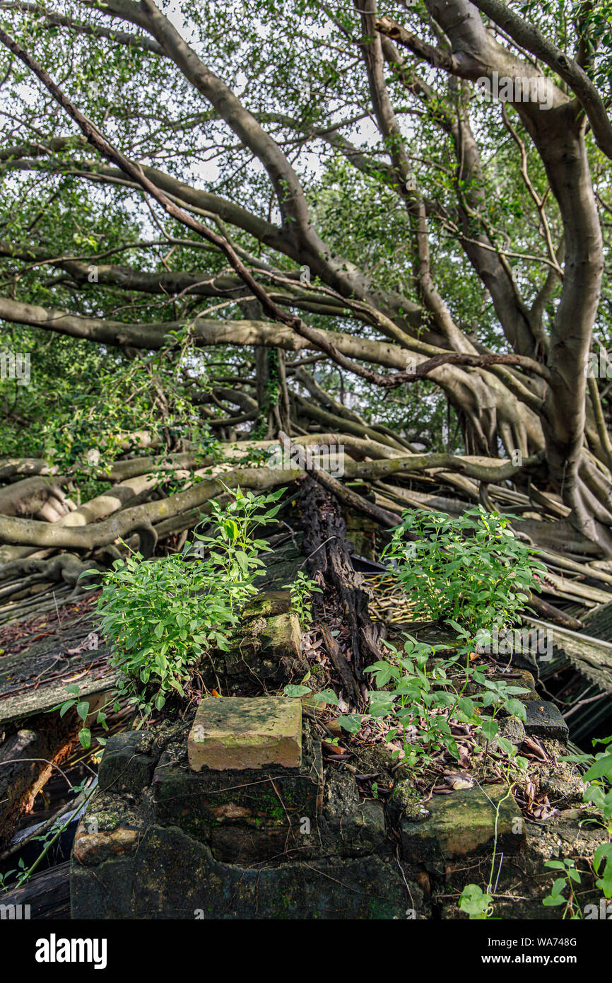 Anping Tree House Is Becoming One of the Main Attractions in Tainan ...
