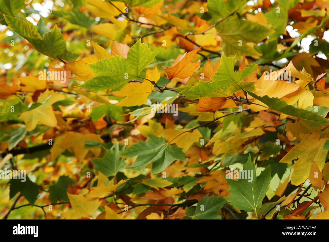 The leaves of sycamore in the golden autumn Stock Photo - Alamy