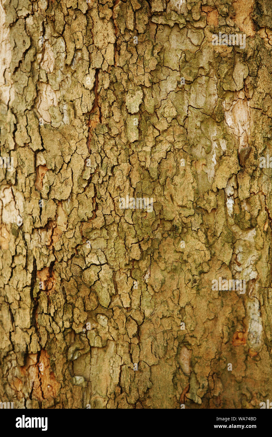 Sycamore Wood Texture High Resolution Stock Photography and Images - Alamy