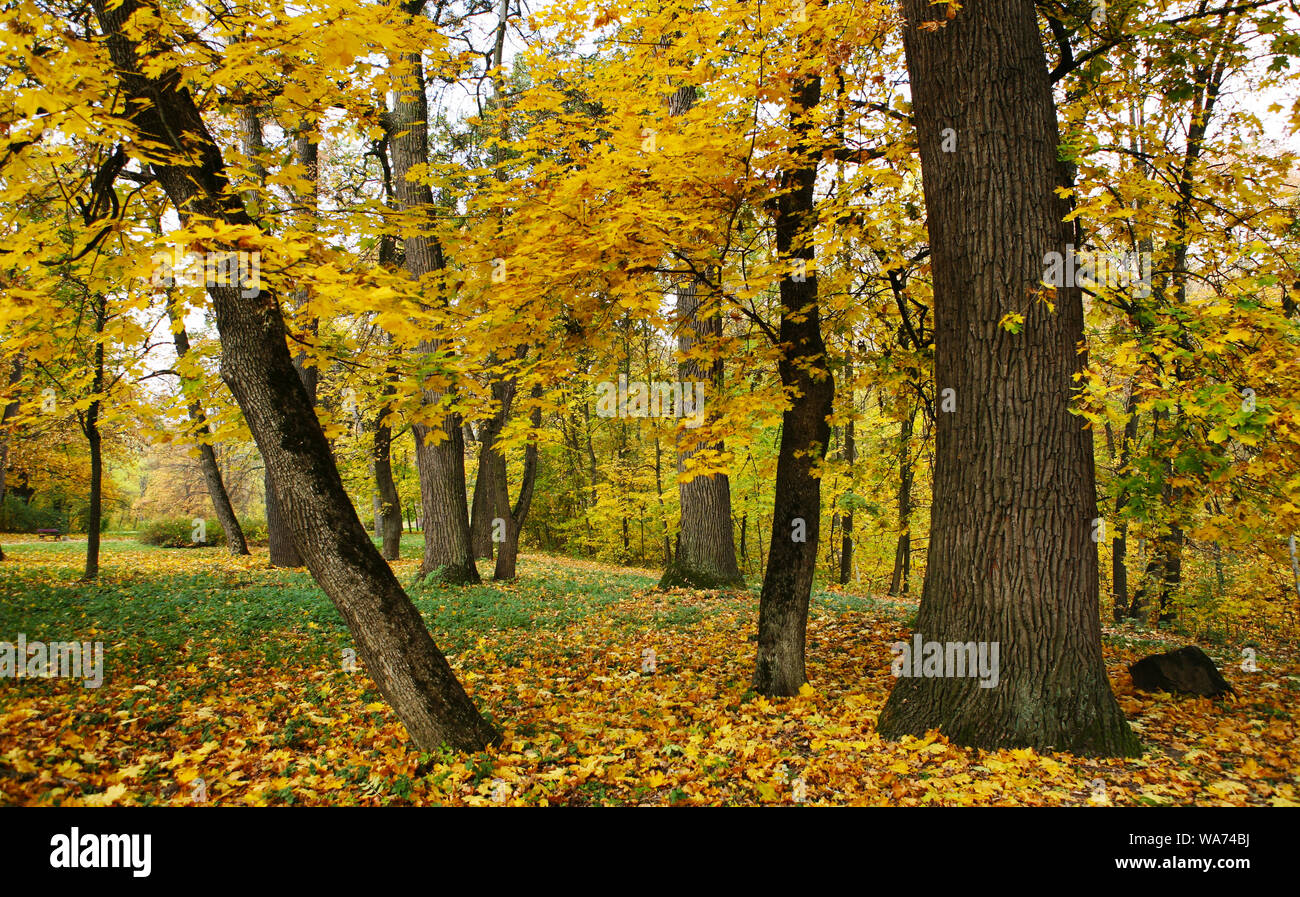 Golden autumn in "Alexandria" Park. Ukraine Stock Photo - Alamy