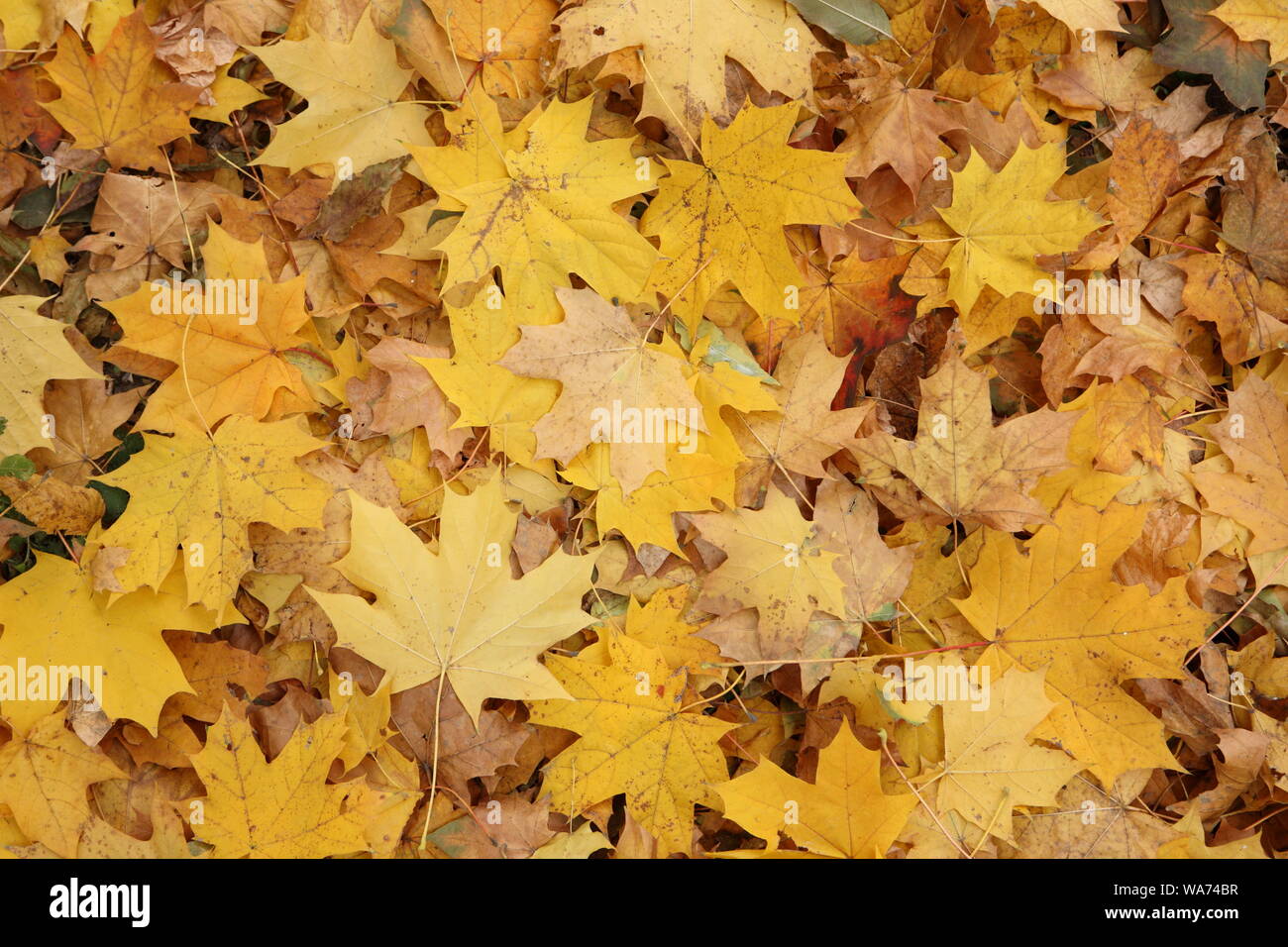 Texture of autumn leaves of different trees in the park Stock Photo - Alamy