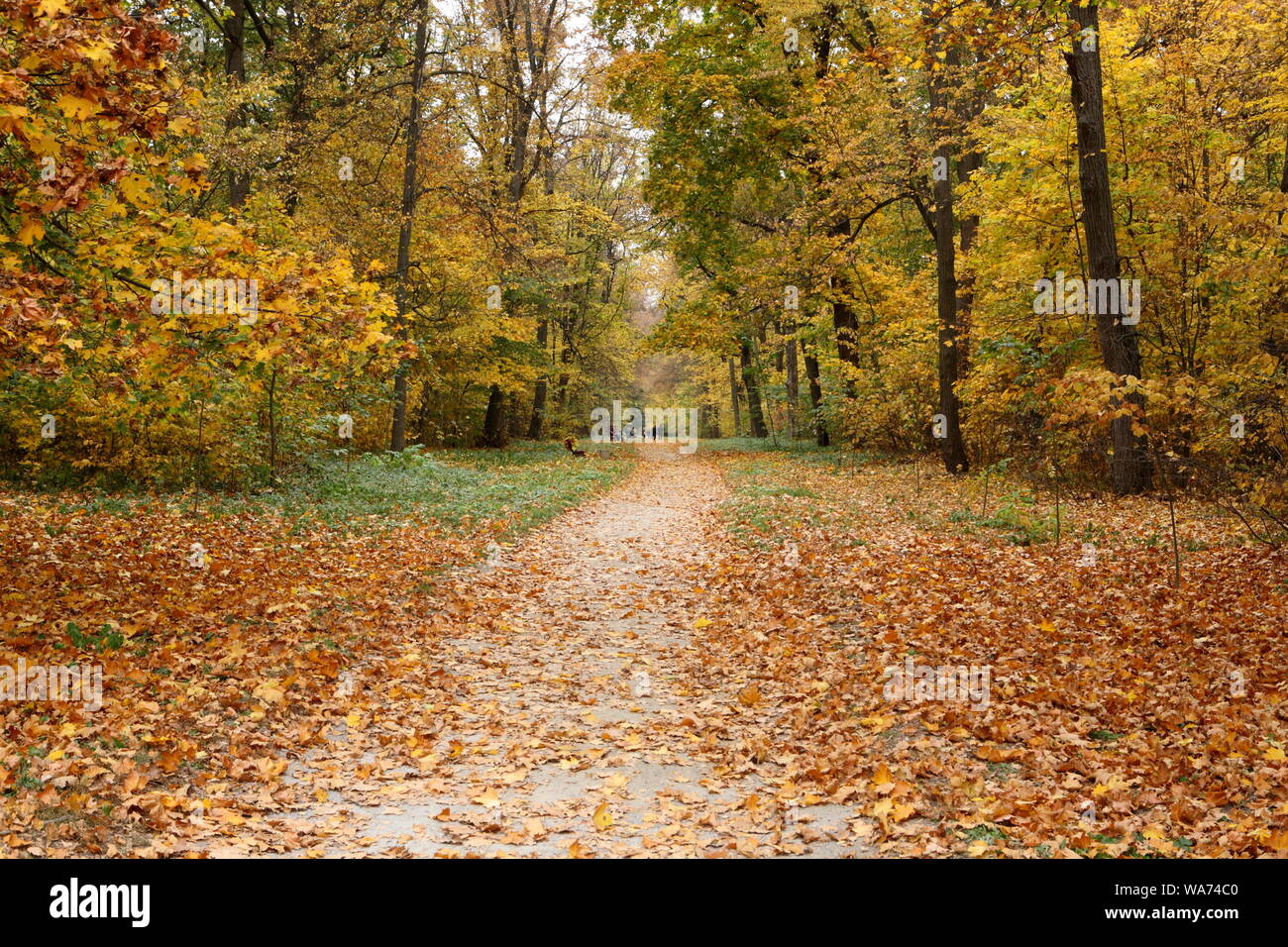 Golden autumn in "Alexandria" Park. Ukraine Stock Photo - Alamy