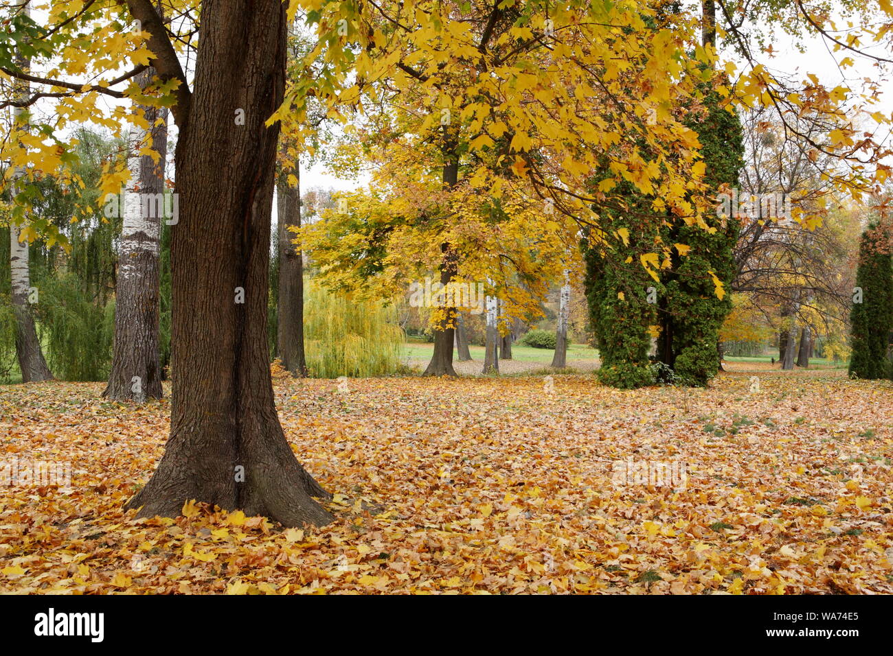 Golden autumn in "Alexandria" Park. Ukraine Stock Photo - Alamy