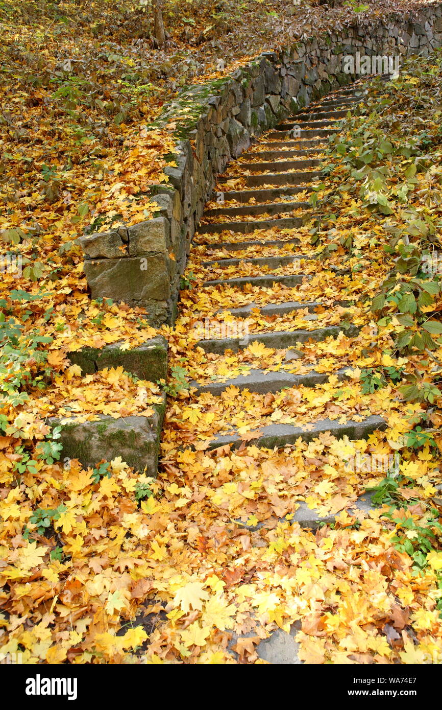 Stone stairs covered with fallen autumn leaves Stock Photo - Alamy