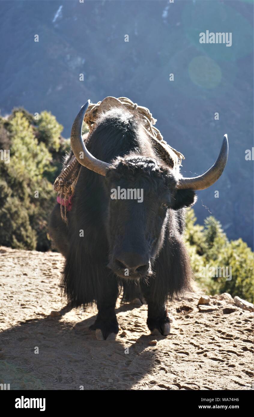 Yak animal hi-res stock photography and images - Alamy