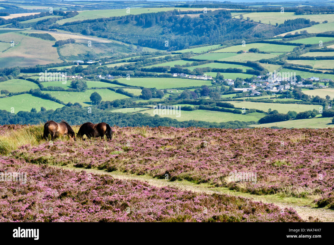 Exmoor ponies feeding above Wheddon Cross, near Dunkery Beacon - the ...