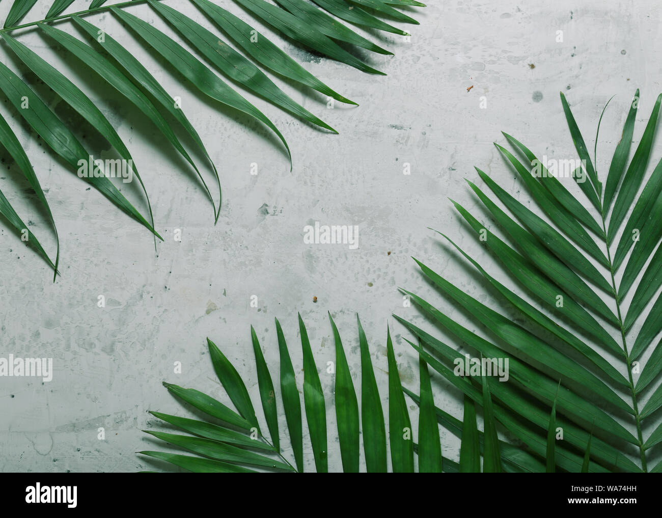gray background with leaves of tropical plants Stock Photo - Alamy