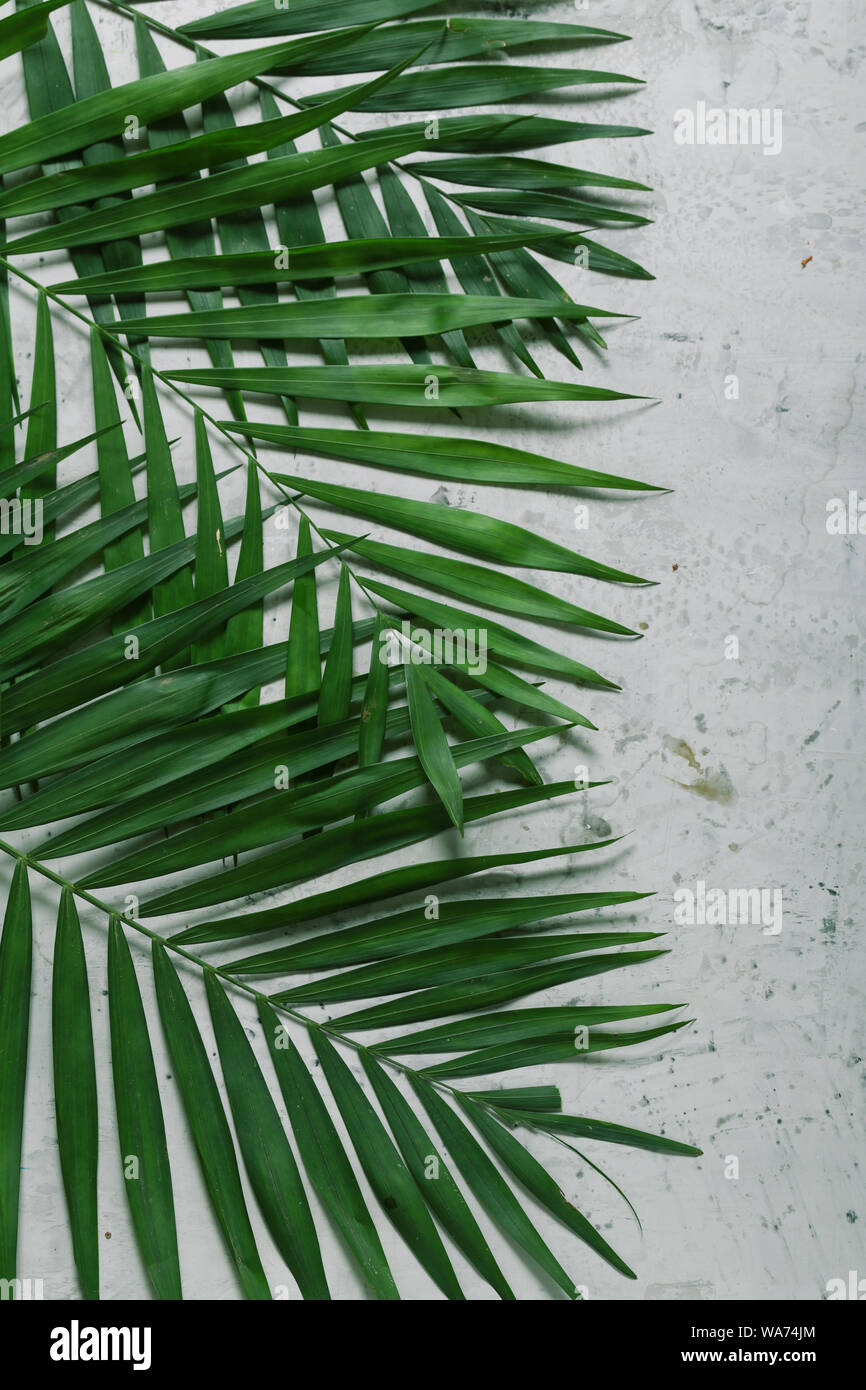 gray background with leaves of tropical plants Stock Photo - Alamy