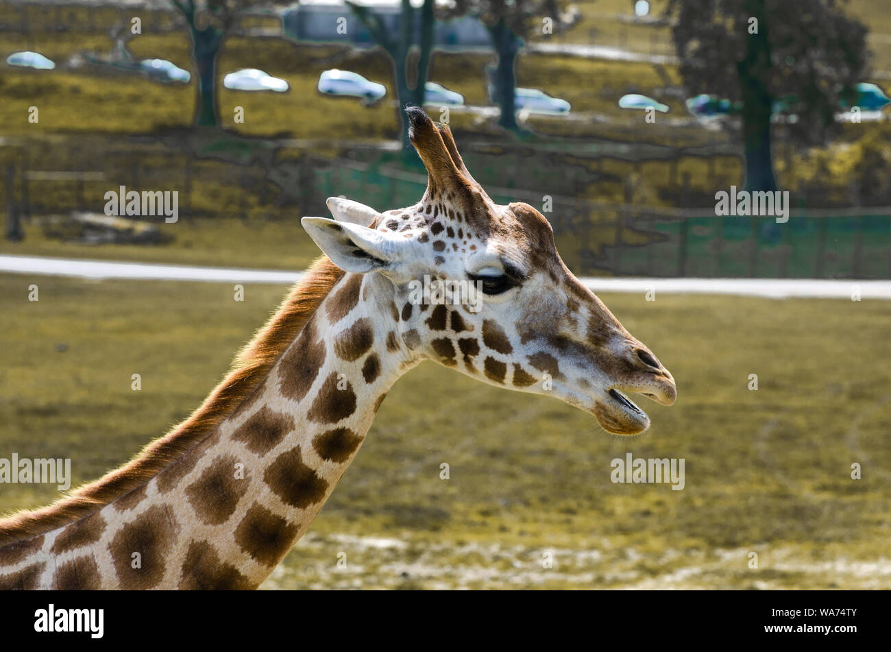 Side portrait of a giraffe Stock Photo - Alamy