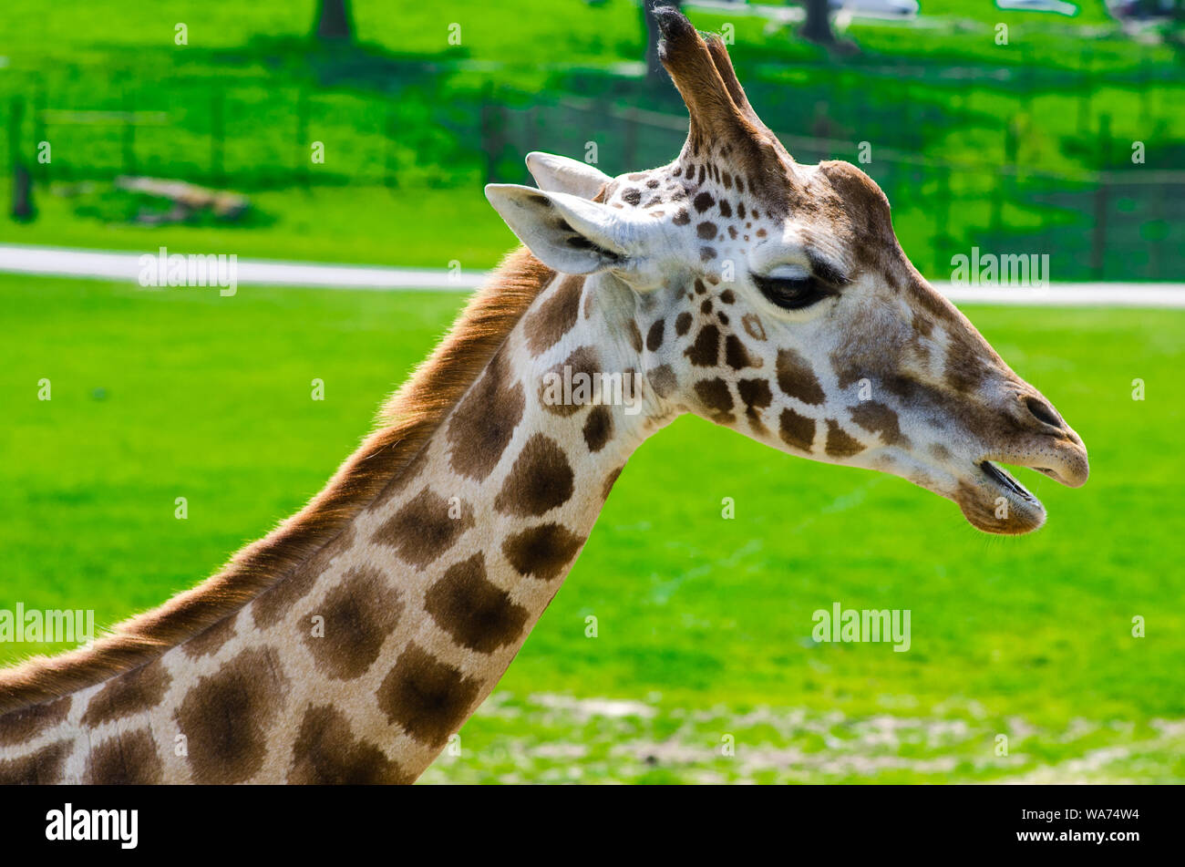 Side portrait of a giraffe Stock Photo - Alamy