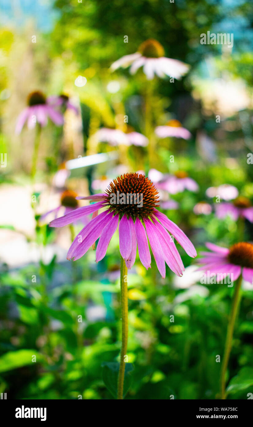 Echinacea purpurea summer sky hi-res stock photography and images - Alamy