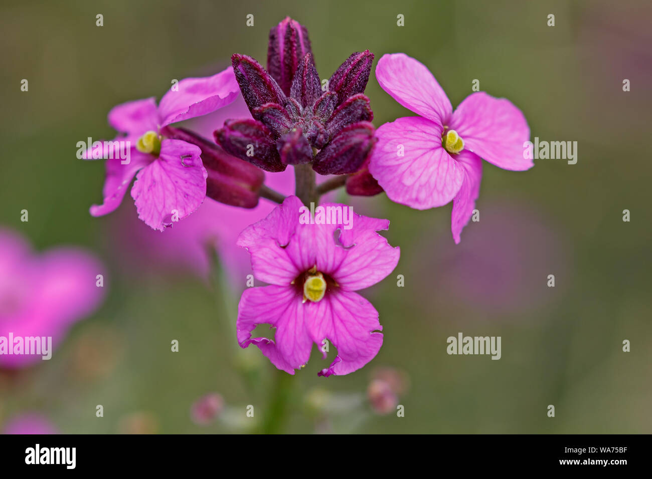 Angled flower hi-res stock photography and images - Alamy
