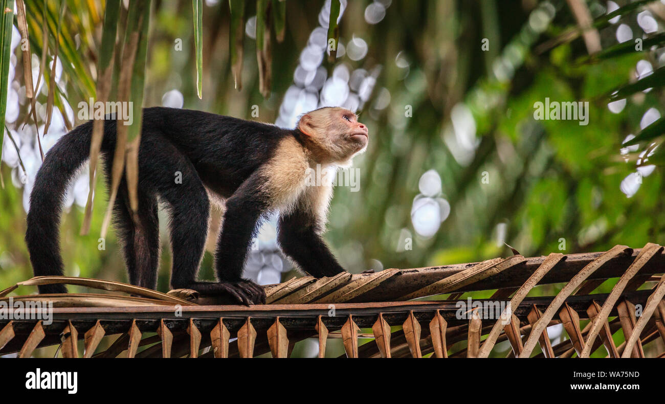 Capuchin monkey in rain forest Stock Photo - Alamy