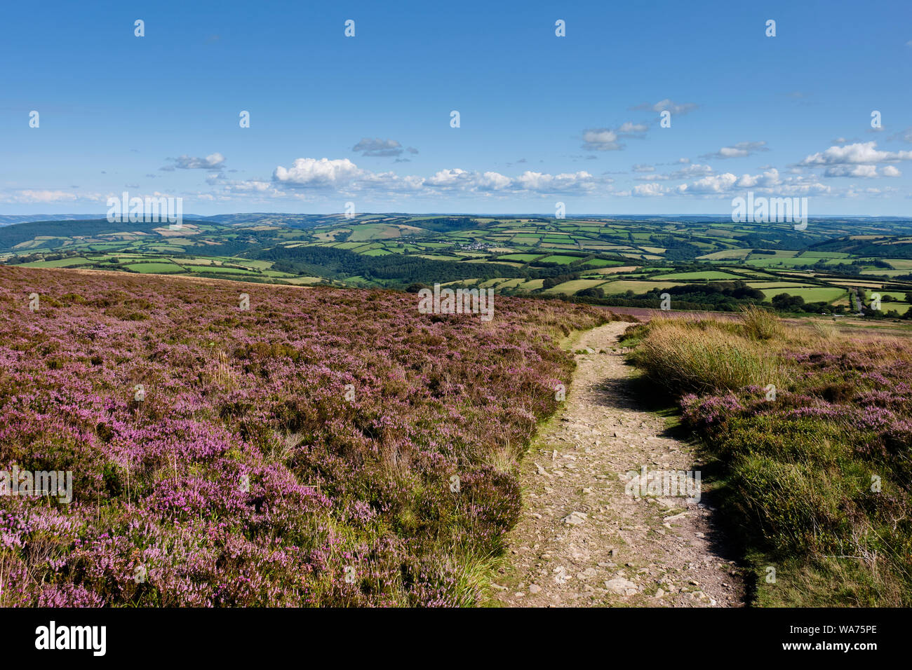The south vista, across Exmoor, towards Wheddon Cross from Dunkery ...