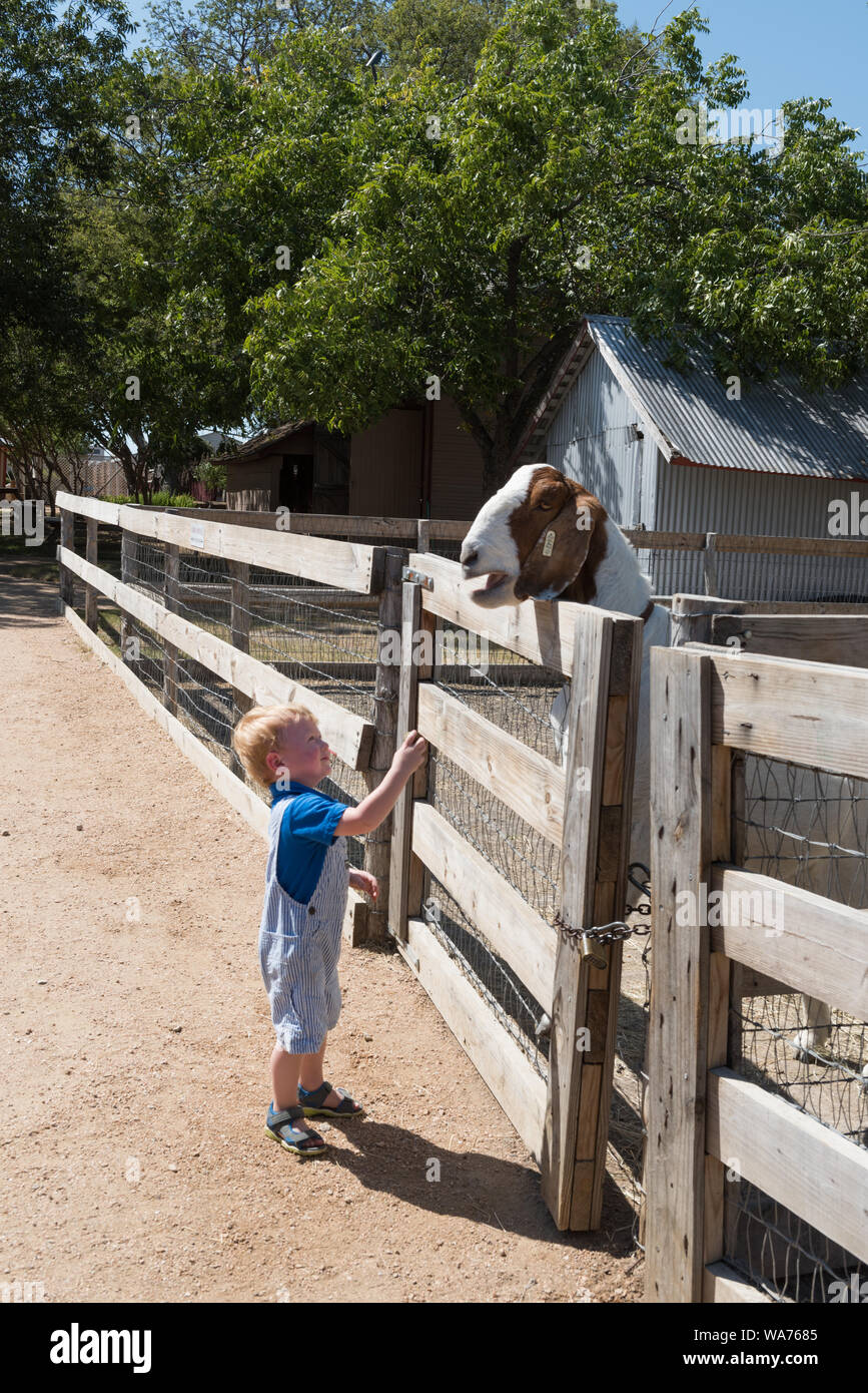 2-year-old Gavin Olson of Savannah, Texas, feeds a friendly goat at the ...