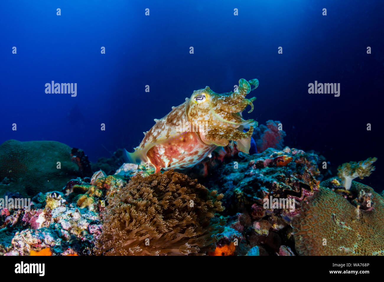 A curious Broadclub Cuttlefish (sepia latimanus) on a tropical coral ...