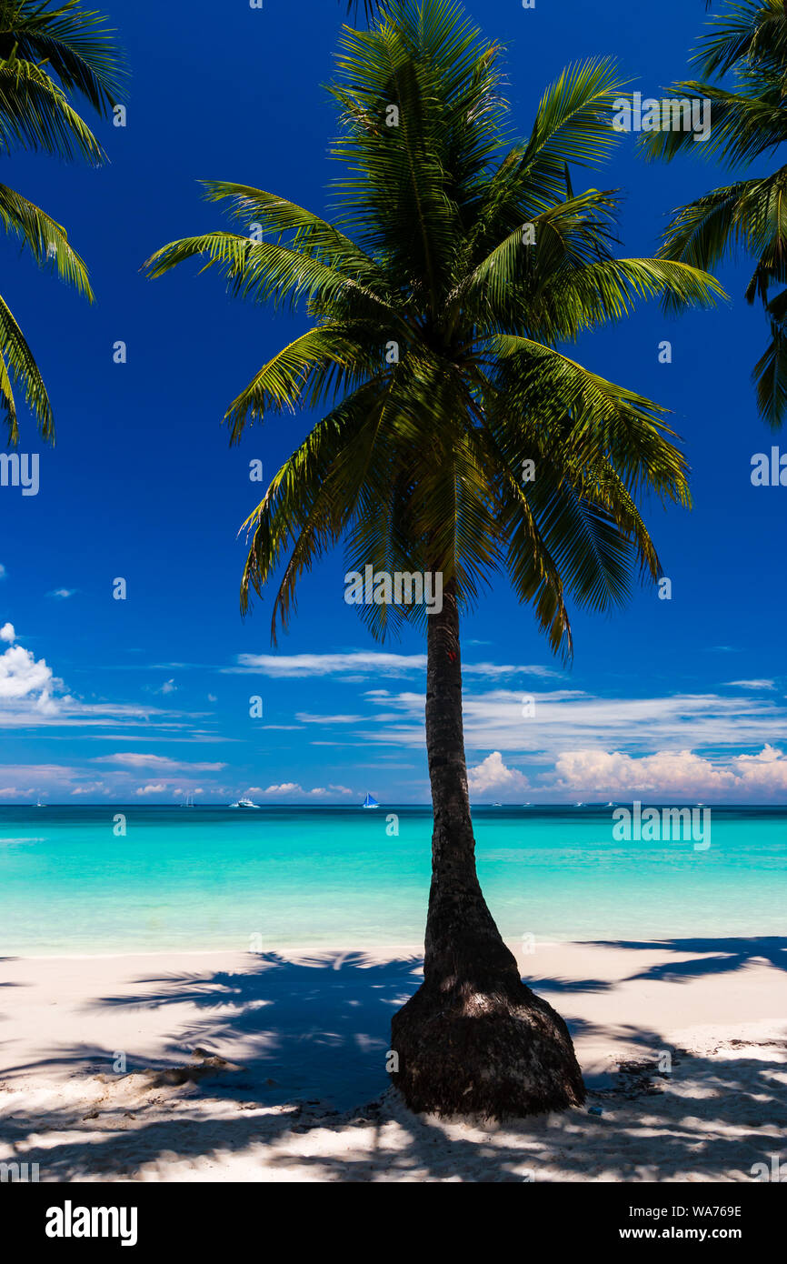 Ocean growing trees hi-res stock photography and images - Alamy