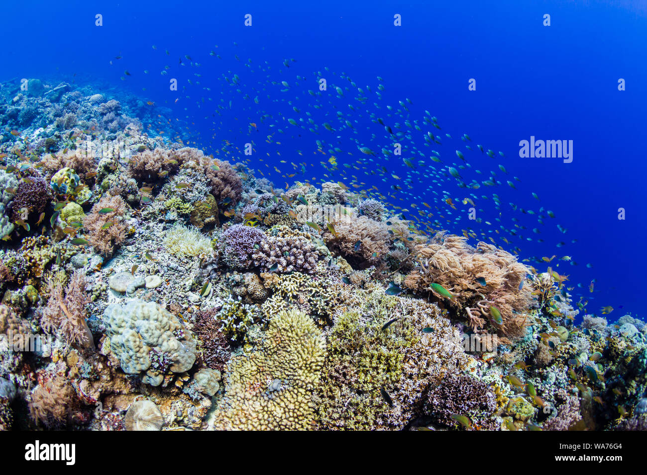 A thriving, healthy tropical coral reef system in the Philippines Stock ...