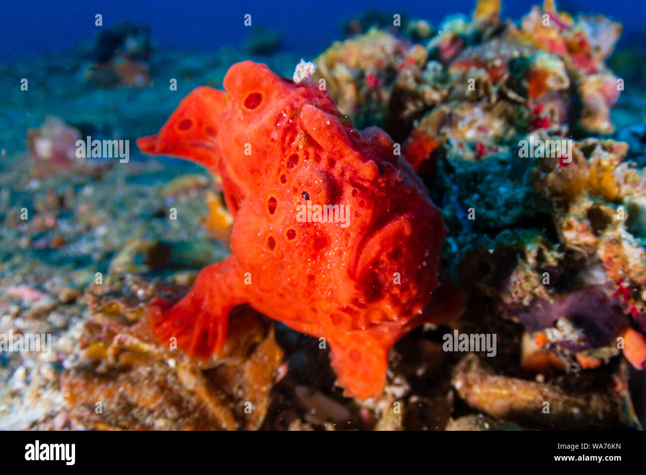 Brightly Colored Painted Frogfish (antennarius pictus) on a Tropical ...