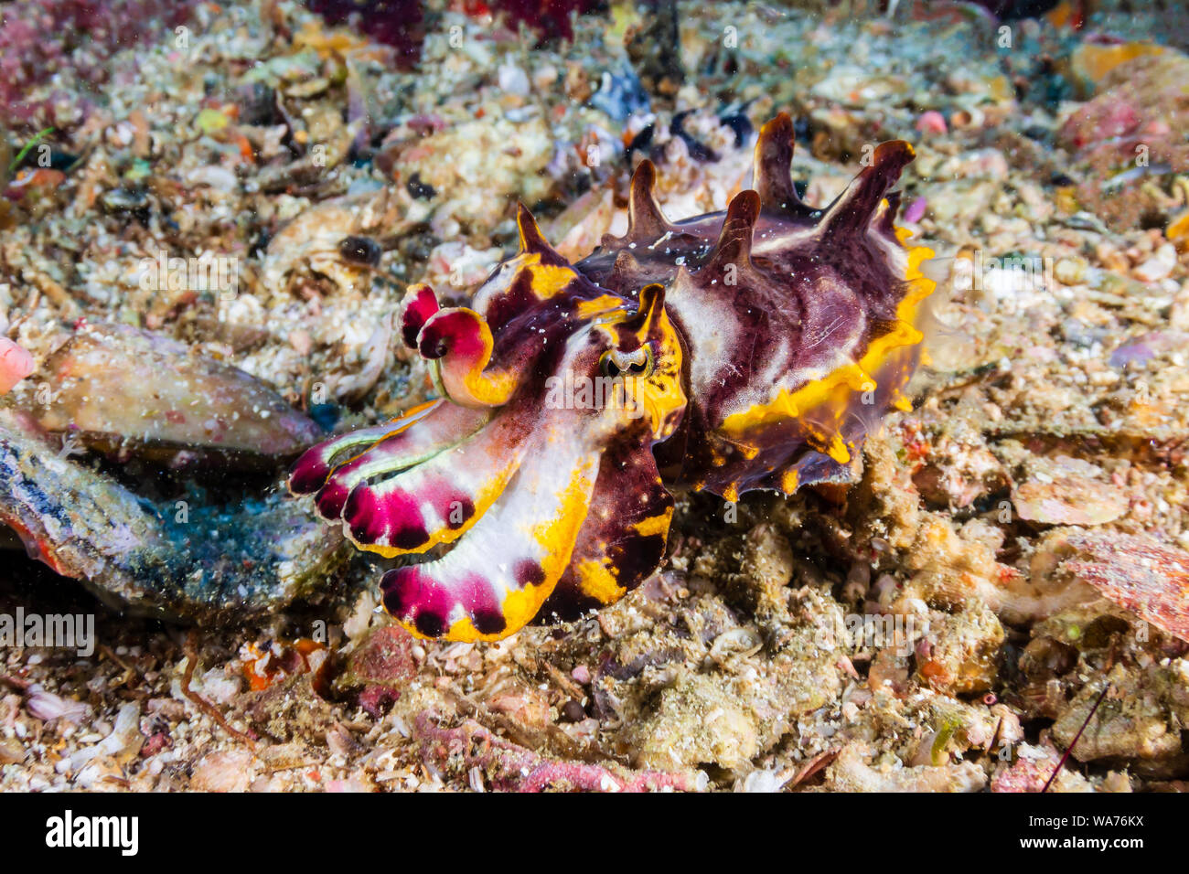 Beautiful flamboyant cuttlefish on hi-res stock photography and images ...