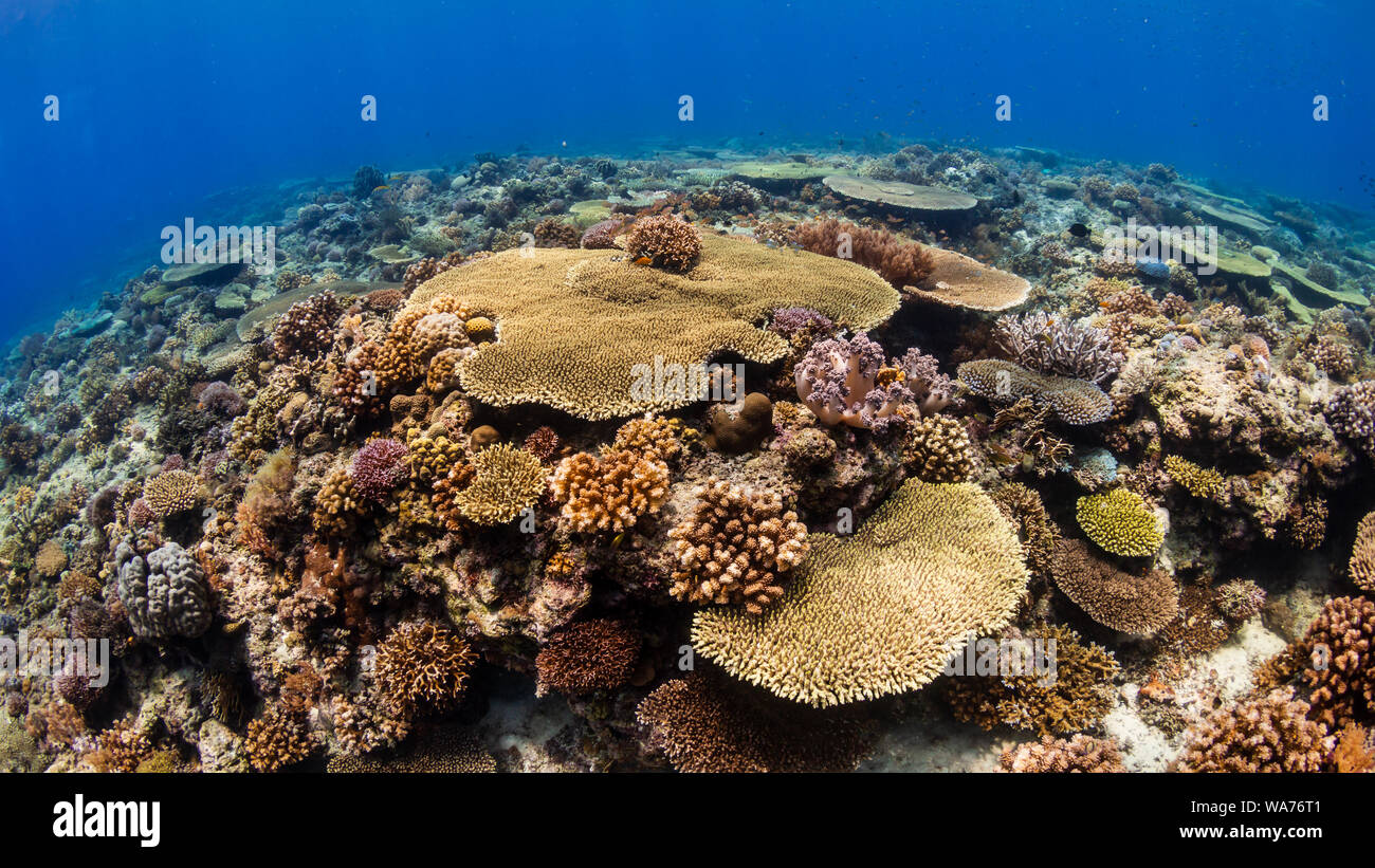 A beautiful, healthy shallow water tropical coral reef Stock Photo - Alamy