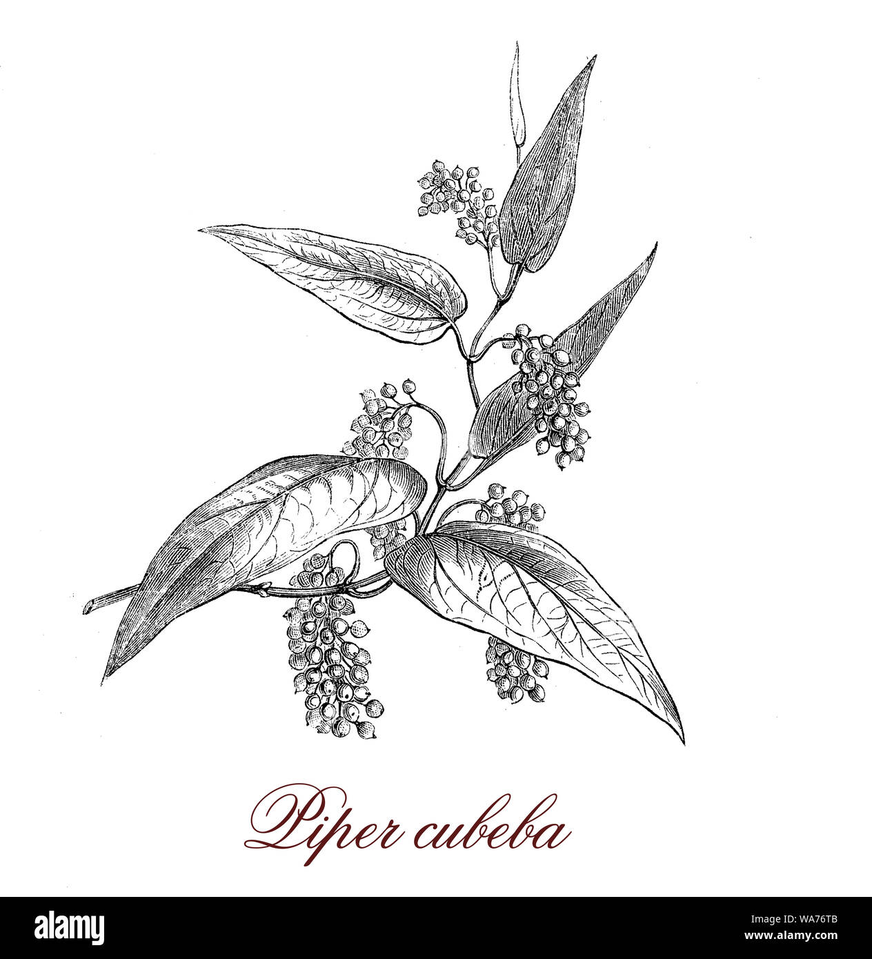 Artistic morphology drawing hi-res stock photography and images - Alamy